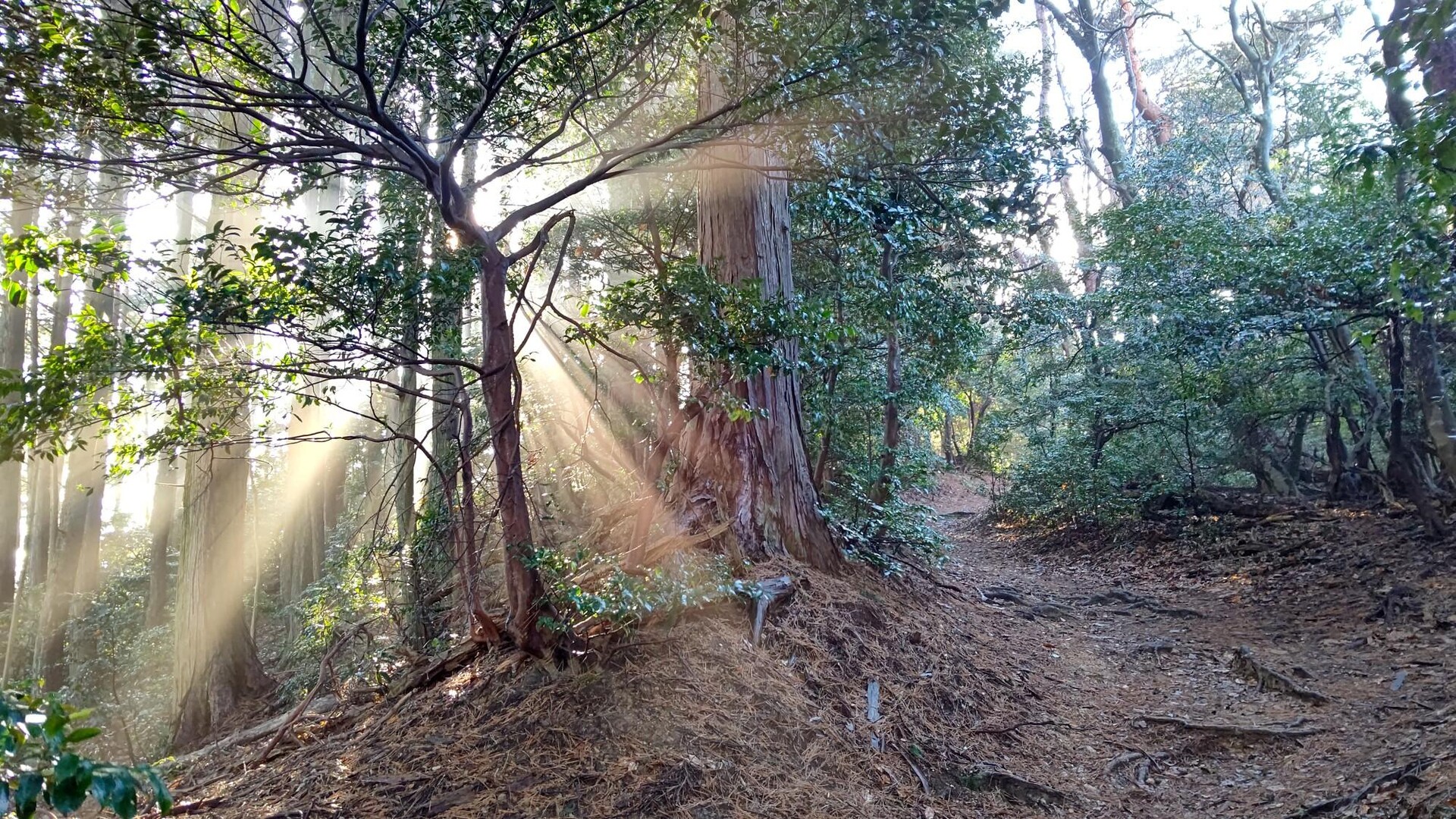南宮山 de 朝トレ&朝メシ☕️🍙🌄 / ypkunさんの南宮山・象鼻山の活動データ | YAMAP / ヤマップ