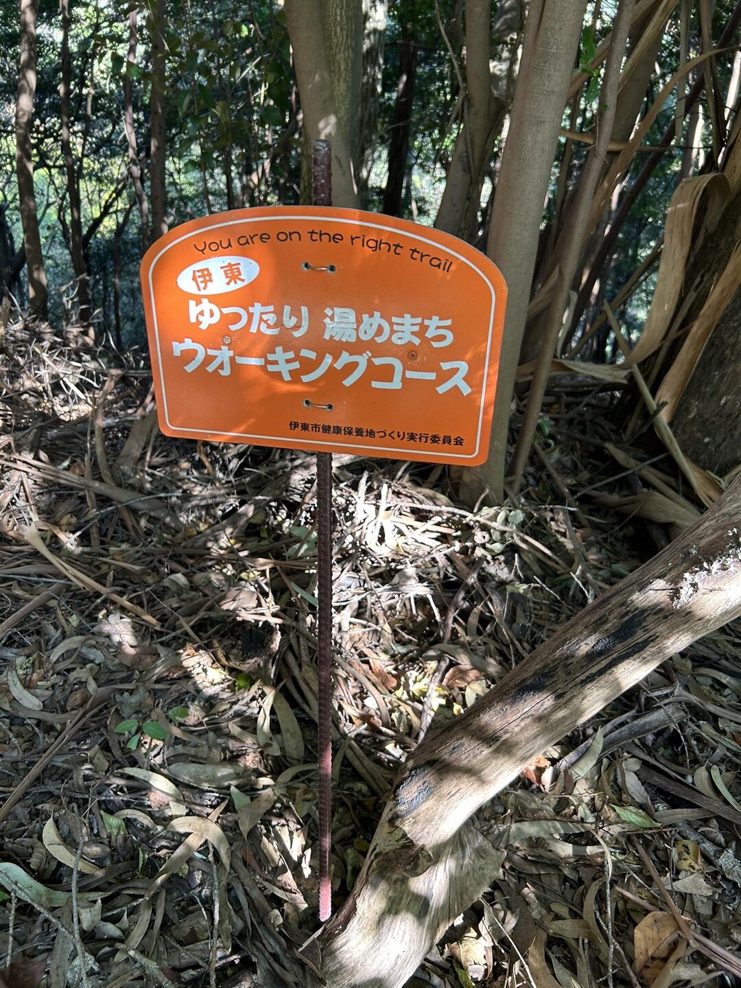 伊東アルプスをちょいトレ👍💦 / mokoさんの古城山・大平山・伊東アルプスの活動データ | YAMAP / ヤマップ