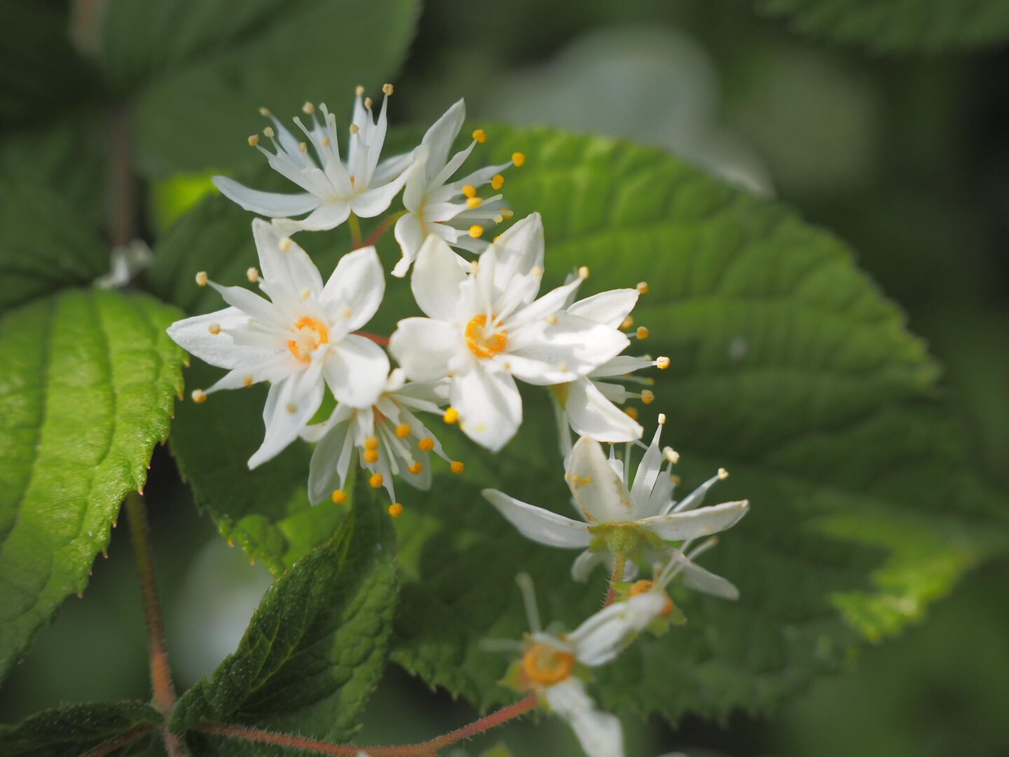 高千穂峰 / たいぞうさんの霧島山・韓国岳・高千穂峰・夷守岳・烏帽子岳の活動データ | YAMAP / ヤマップ