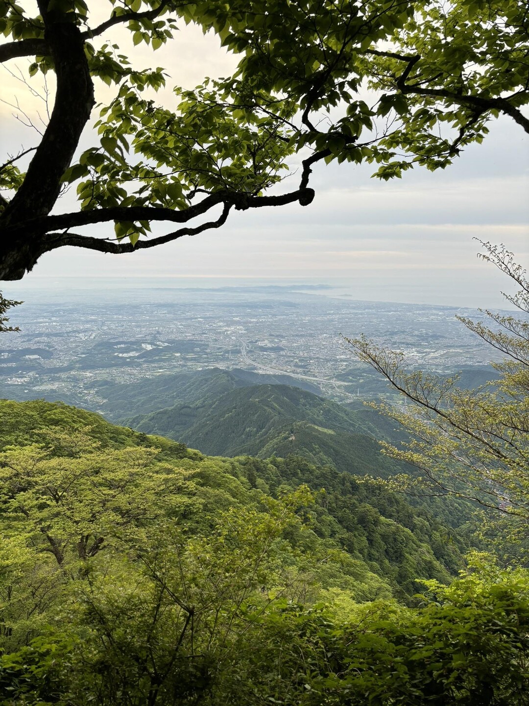 大山 ふれあいの森P〜見晴台〜山頂ピストン / zyさんの大山の活動データ | YAMAP / ヤマップ