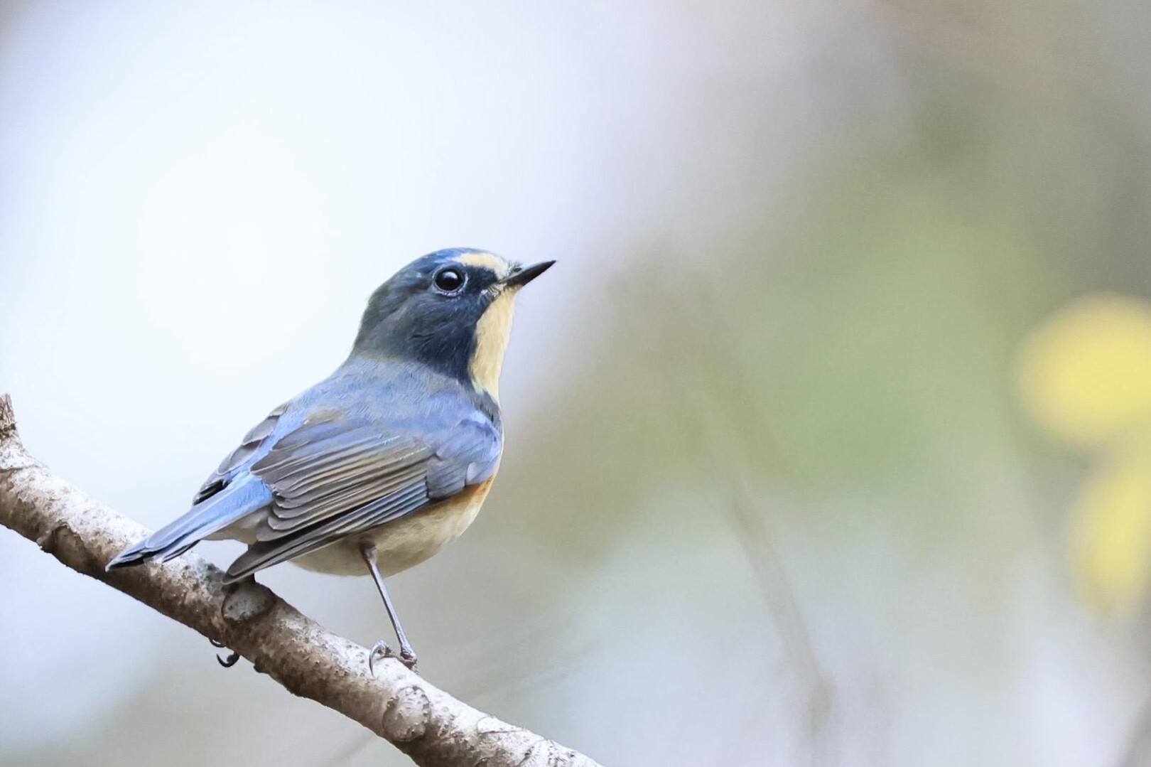 今日の鳥活🐦VOL.10 ①②ようこそ... / 信さん家(ち)さんのモーメント | YAMAP / ヤマップ