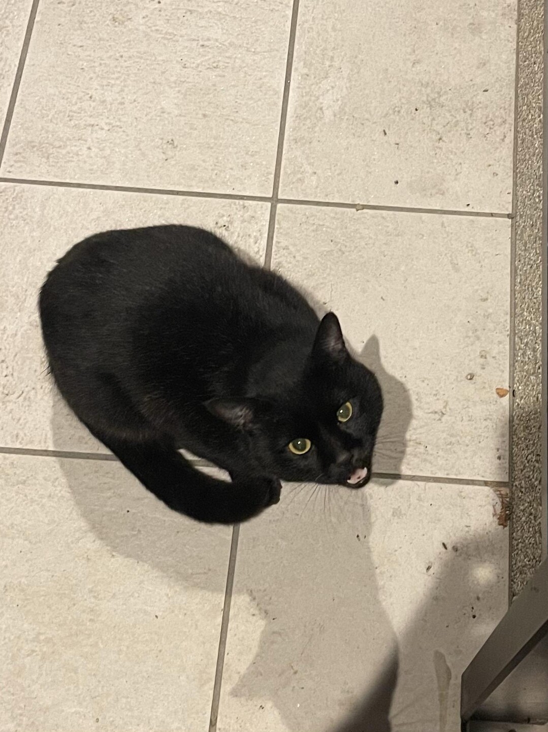 11/14 40m4本@10kg 階段10本32kg / yln@ikomaさんの生駒山・神津嶽・大原山の活動データ | YAMAP / ヤマップ