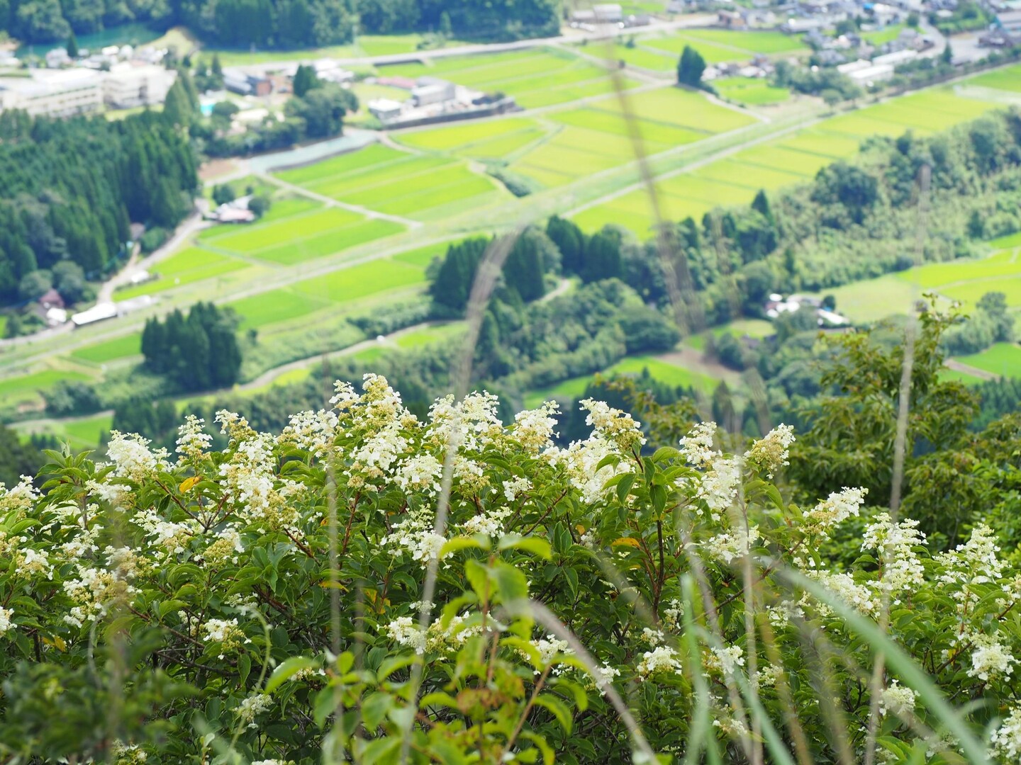 俵山-2024-07-26 / mkさんの俵山・冠ヶ岳・清栄山の活動データ | YAMAP / ヤマップ