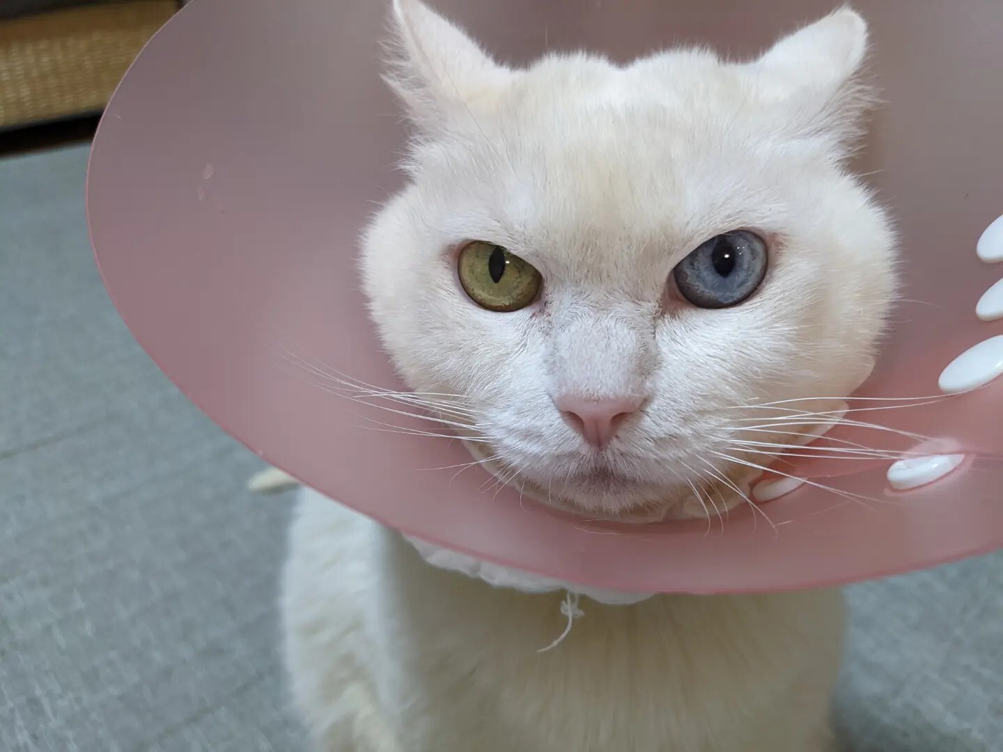 猫の日なので我が家のこなつさんをアップ。... / こなつさんのモーメント | YAMAP / ヤマップ