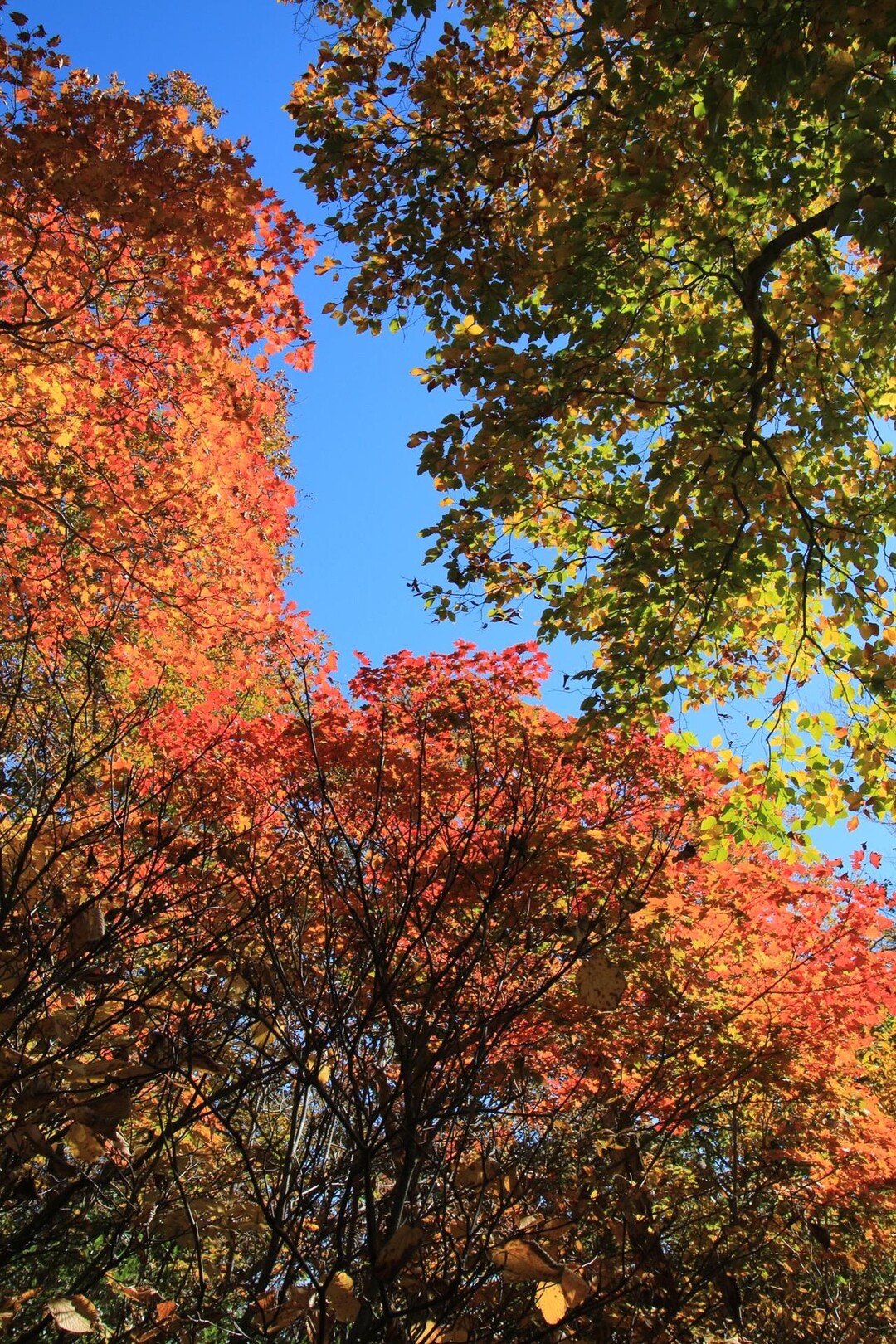 会津駒ヶ岳 / Tetsuさんの会津駒ヶ岳の活動データ | YAMAP / ヤマップ