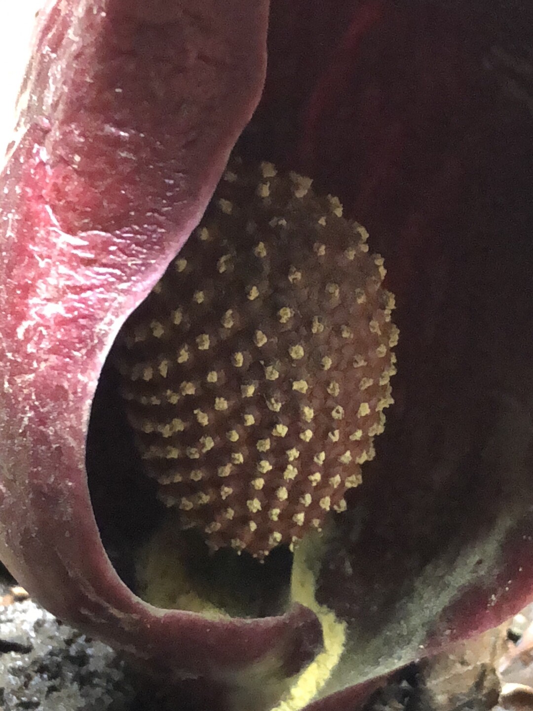 ザゼンソウの小倉山・上条山 / kimiさんの倉掛山・鈴庫山・小倉山の活動日記 | YAMAP / ヤマップ