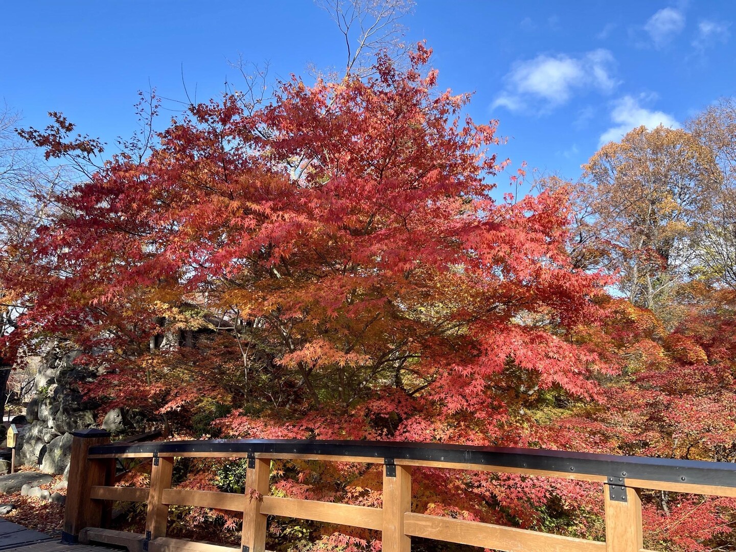 小諸城址懐古園の紅葉🍁🍁🍁 2022-11-14 / qkaruさんの安藤百福センター・トレイルの活動データ | YAMAP / ヤマップ