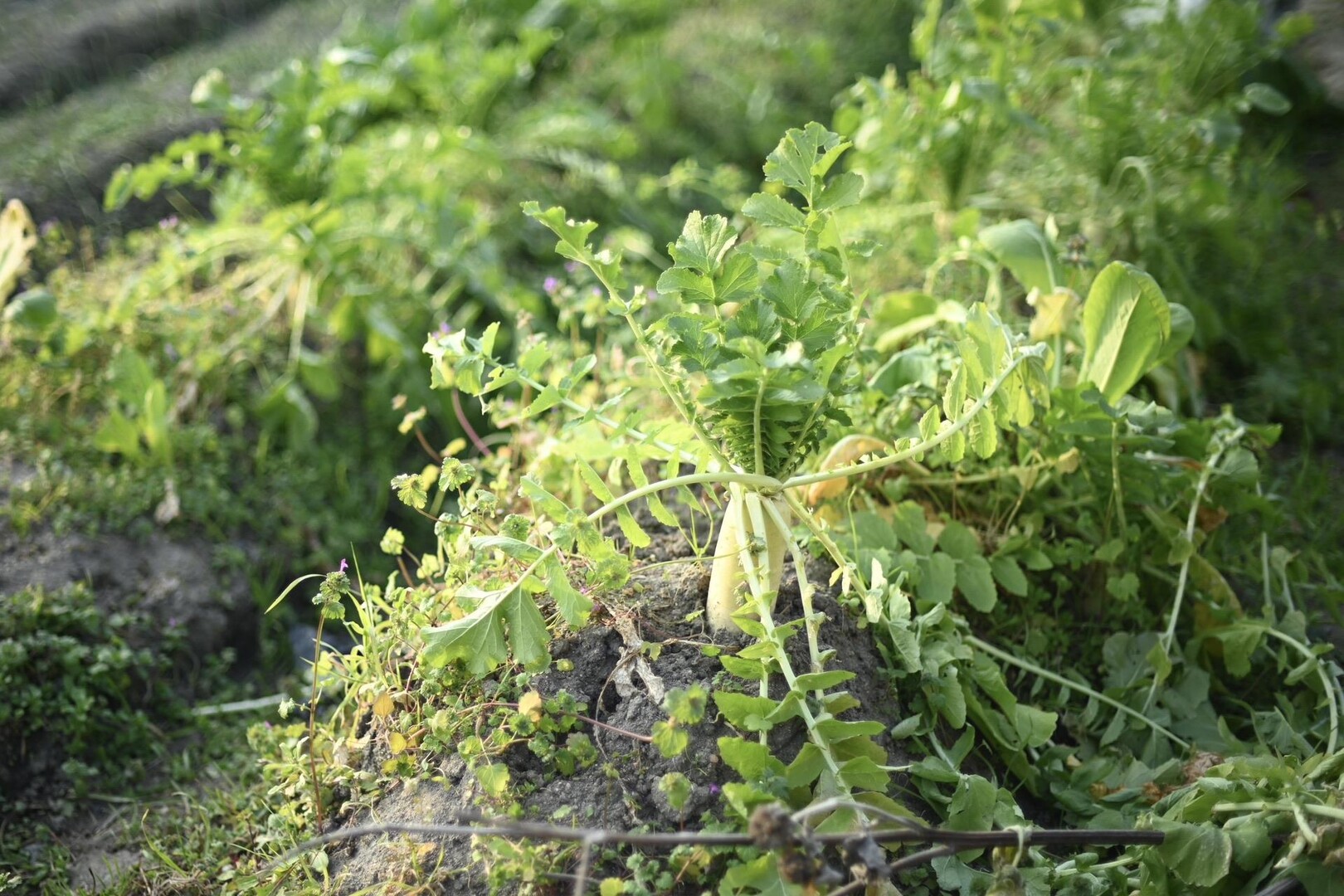 R5登り納め（交野山） / kuraponさんの交野山・国見山の活動データ | YAMAP / ヤマップ