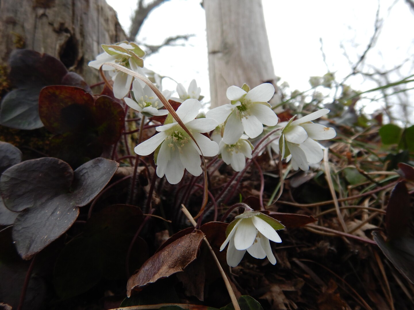 能登半島の西北端に突き出る猿山岬は、日本有数の雪割草の群生地 / m yokoさんの登山の活動データ | YAMAP / ヤマップ