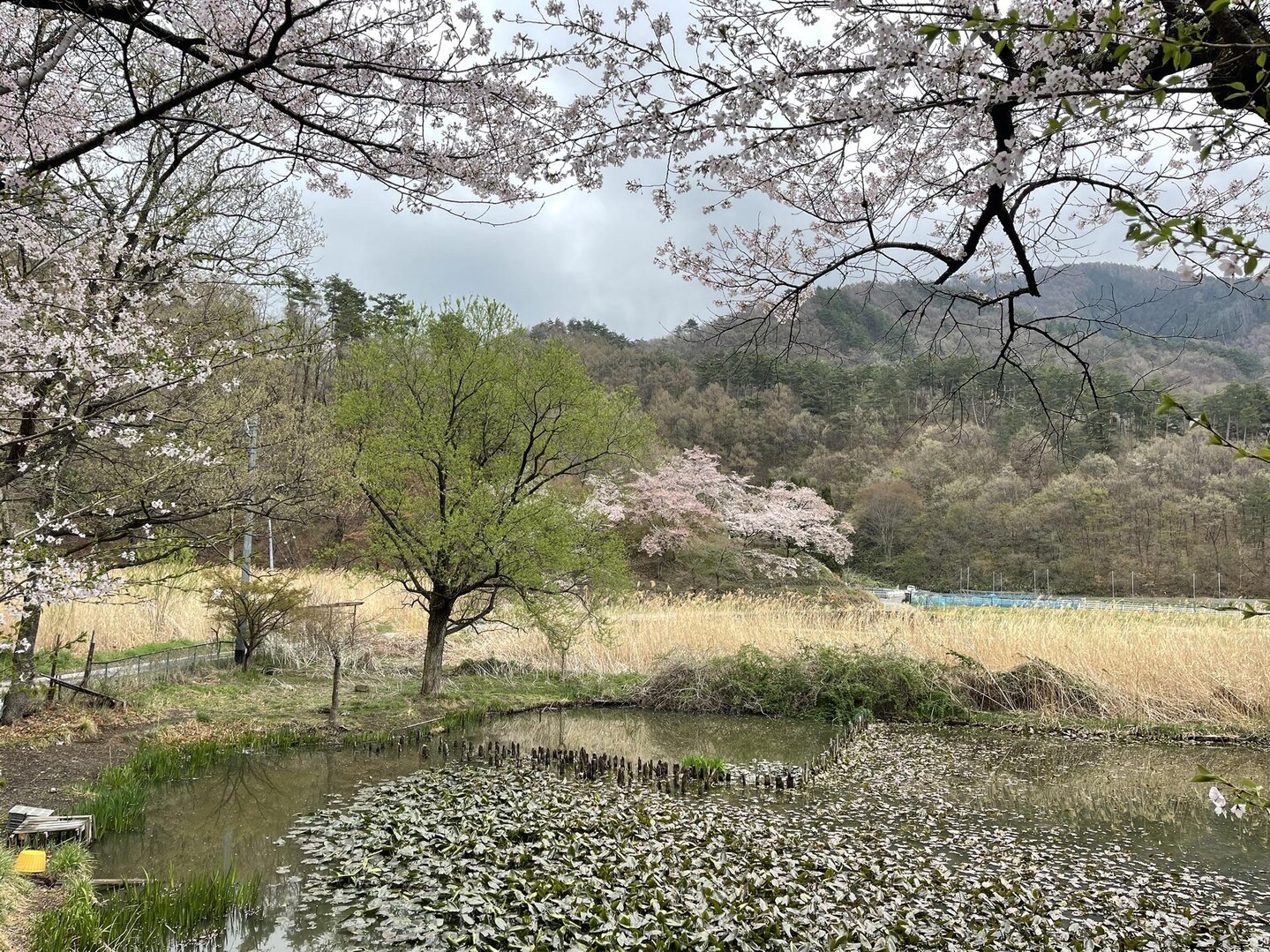 おはようございます。 本日も隙間時間に鎌... / Bigfootの子【皆様GO GO ！】さんのモーメント | YAMAP / ヤマップ
