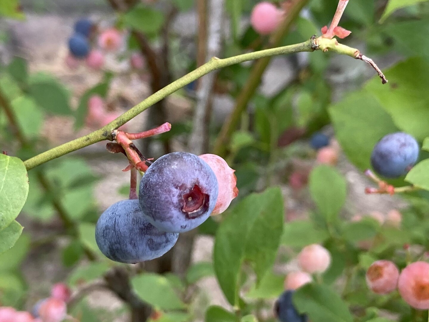 先程、実家の畑に水撒きをしに行ってきまし... / Ryu 🐉さんのモーメント | YAMAP / ヤマップ