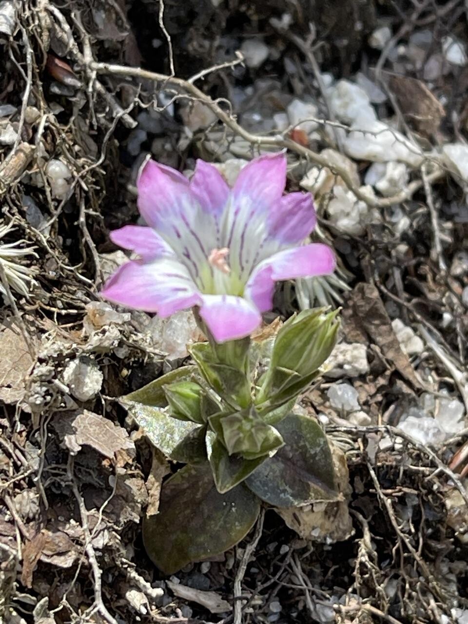 mizu*kaのページ | YAMAP / ヤマップ