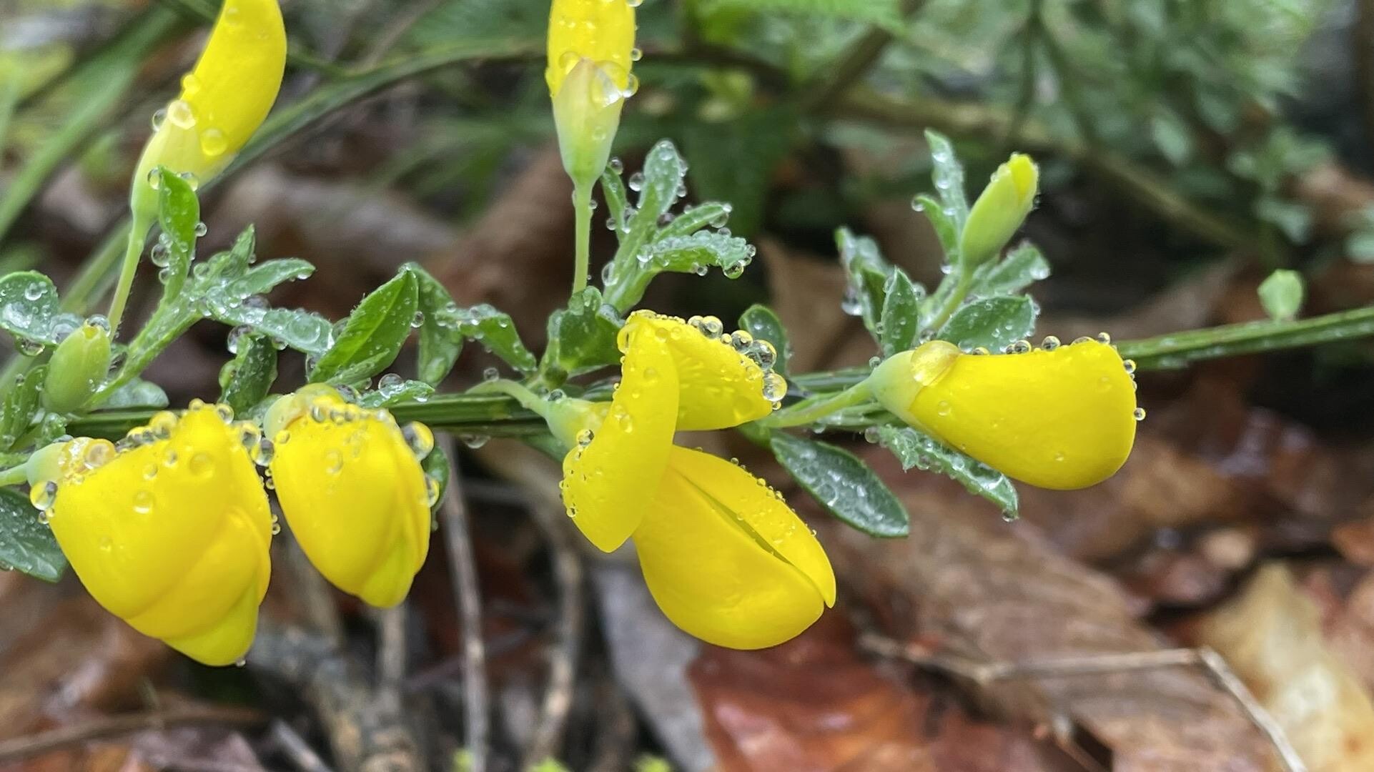 大山 ニノ沢 ガスの濃い中 どぉなるか... / gussanさんのモーメント | YAMAP / ヤマップ