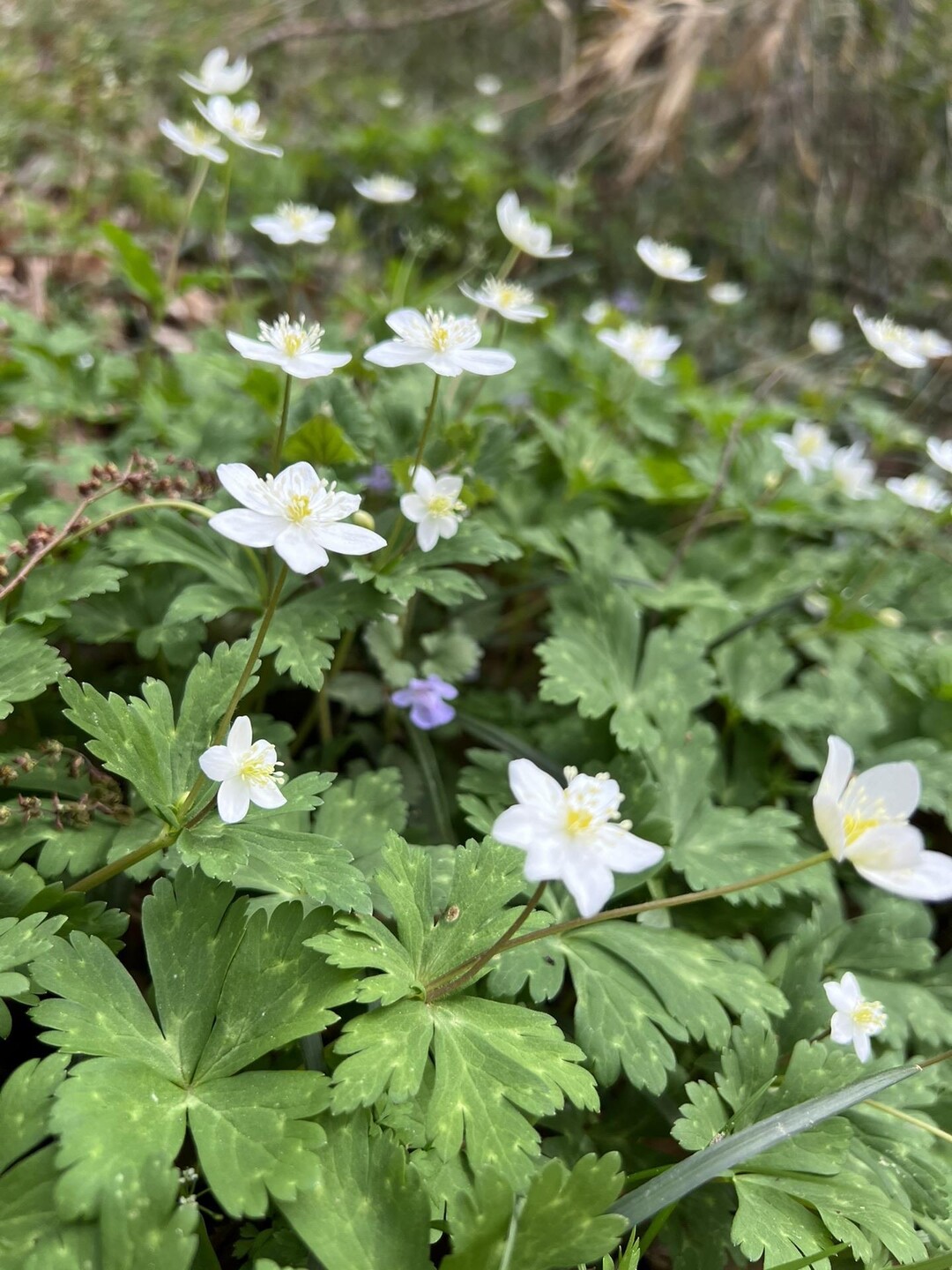 女神山 / ymatさんの女神山の活動データ | YAMAP / ヤマップ