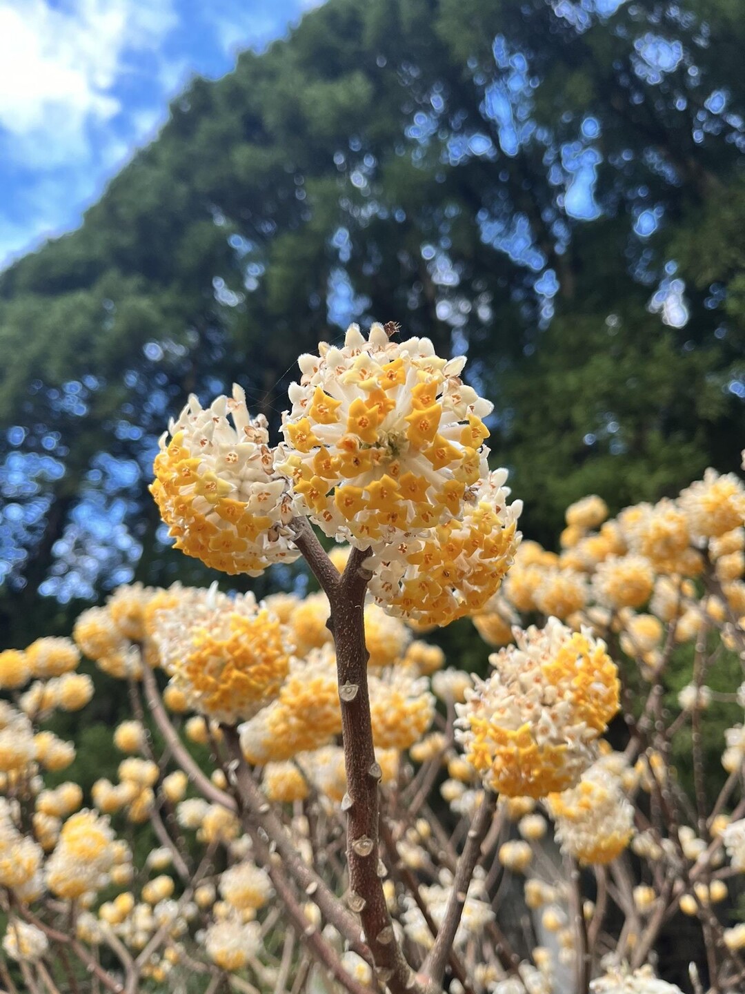 孫守り前の3,333段朝活 / リーチさんの大行寺山の活動データ | YAMAP / ヤマップ