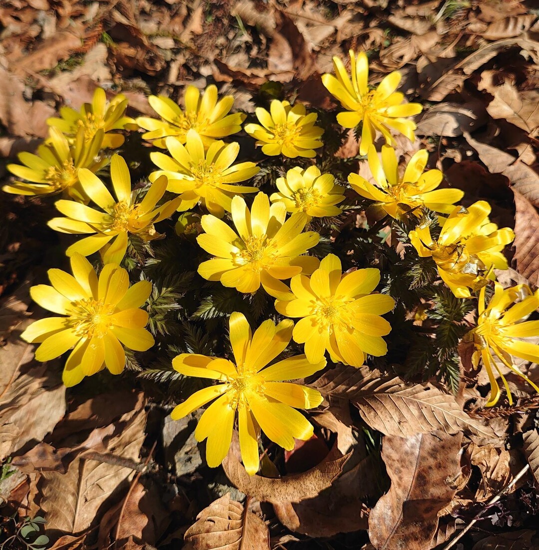 黄色の天使ちゃん👼 / akkiさんの諸塚山の活動データ | YAMAP / ヤマップ