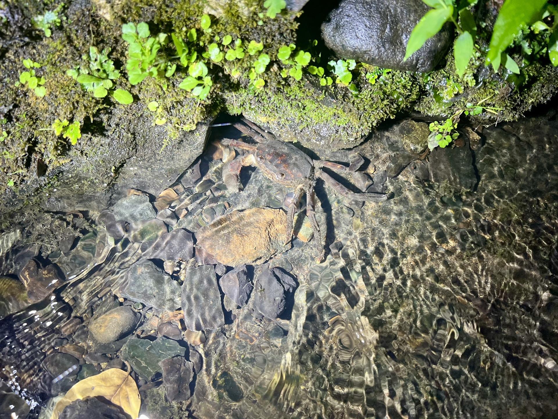 OLIGHTのSeeker3を購入したか... / ryunosukeさんのモーメント | YAMAP / ヤマップ