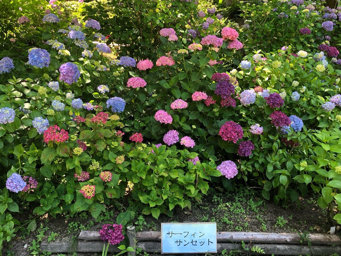 中央森林公園展望台（用倉山） / Coo・kie（くぅ🗝️）さんの篁山の活動データ | YAMAP / ヤマップ