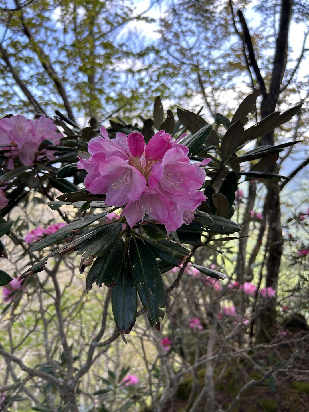 庚申山・駒掛山・渓雲山・薬師岳・鋸山・皇海山・女山 / taroさんの皇海山・袈裟丸山・庚申山の活動データ | YAMAP / ヤマップ