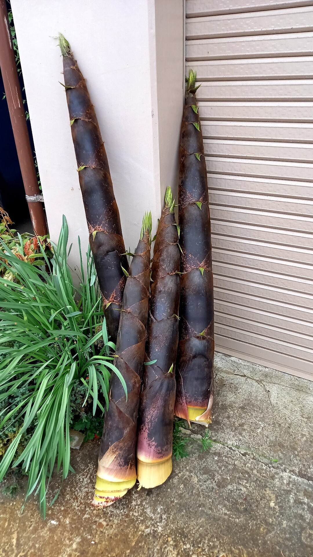 メンマ作り。その1 掘りたてをいただく。... / ぽこさんのモーメント | YAMAP / ヤマップ