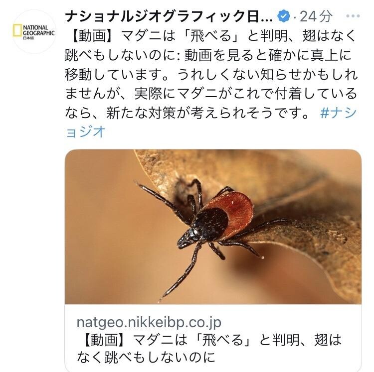【動画】マダニは「飛べる」と判明、翅はな... / PB-4さんのモーメント | YAMAP / ヤマップ