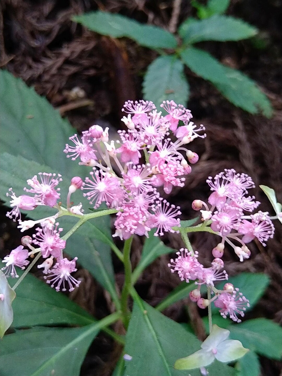 馬見山・江川岳 NO1 / フッジィ60さんの古処山・屏山・馬見山・江川岳の活動データ | YAMAP / ヤマップ