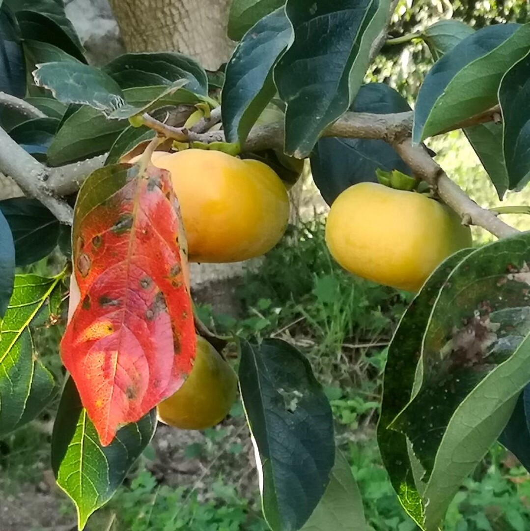 あっという間の阿波竜王山 / ta.hayaさんの剣山の活動データ | YAMAP / ヤマップ