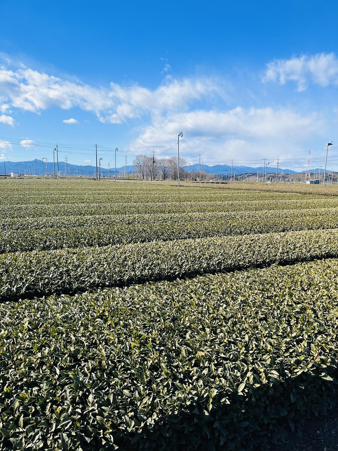 桜山展望台と阿須山 / SSMさんの加治丘陵・七国山の活動データ | YAMAP / ヤマップ