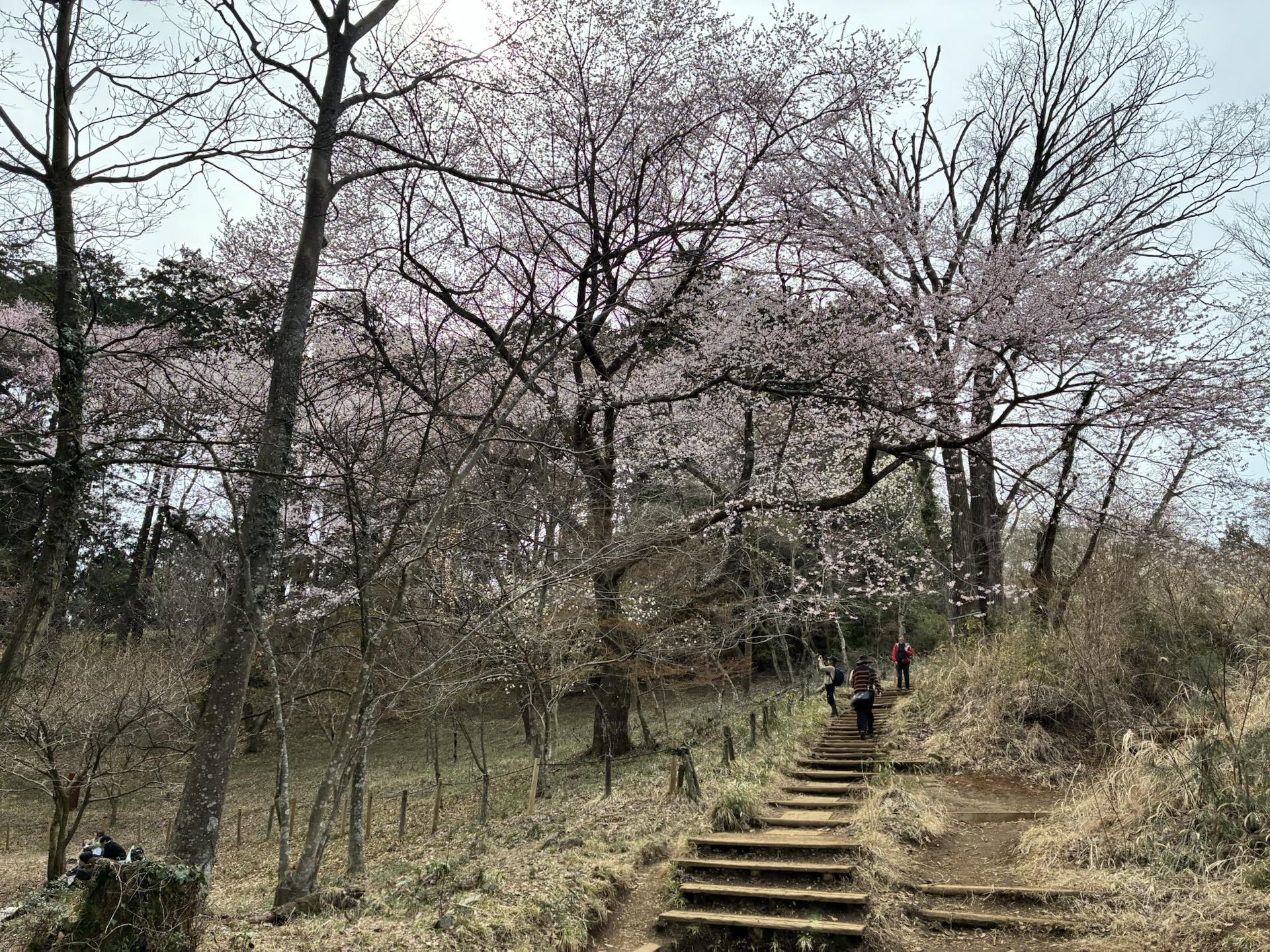 ゆるーく高尾山 / YoHeyさんの高尾山・陣馬山・景信山の活動データ | YAMAP / ヤマップ