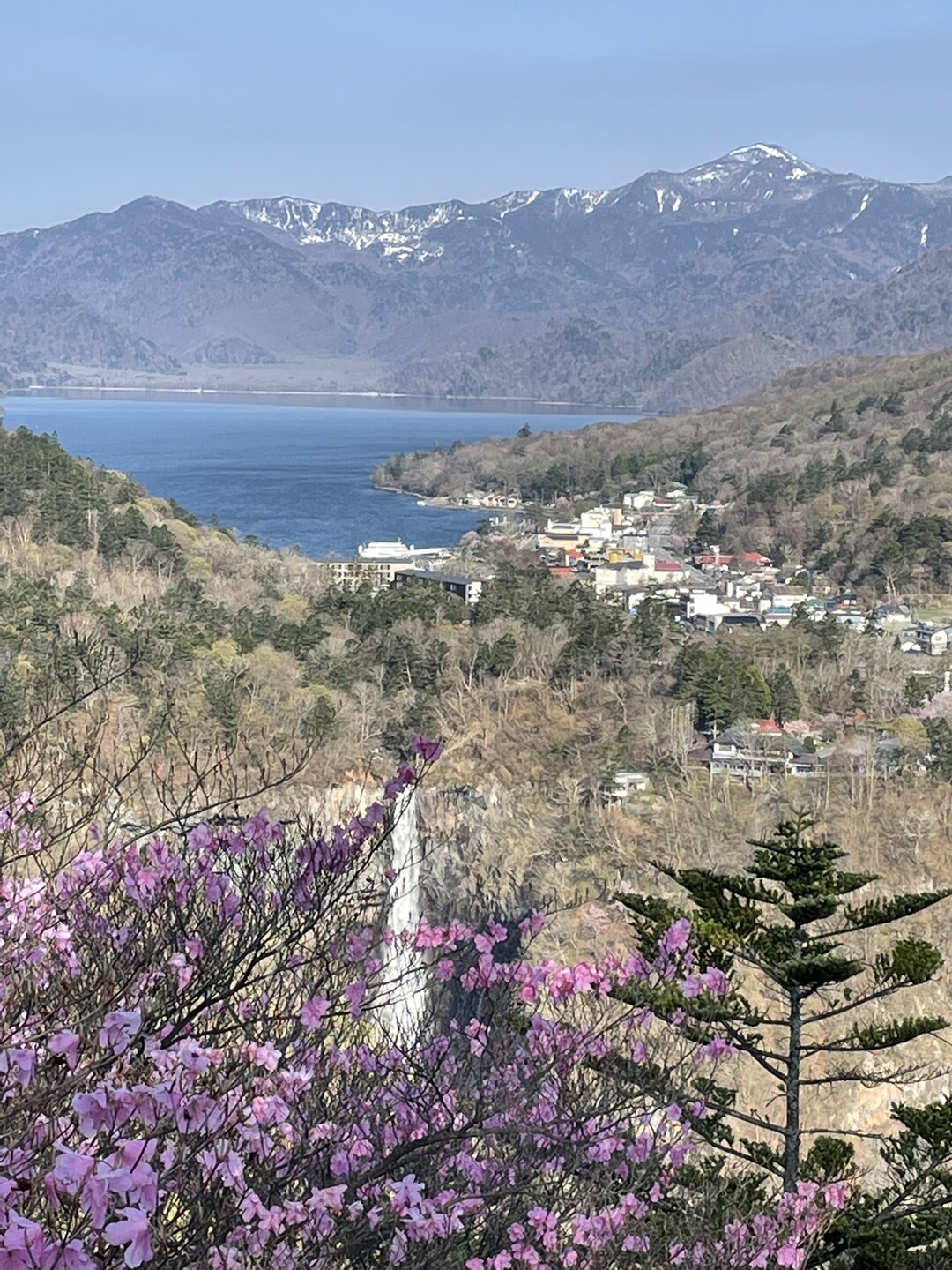 明智平のアカヤシオは、満開でみごろを迎え... / joyhoさんのモーメント | YAMAP / ヤマップ