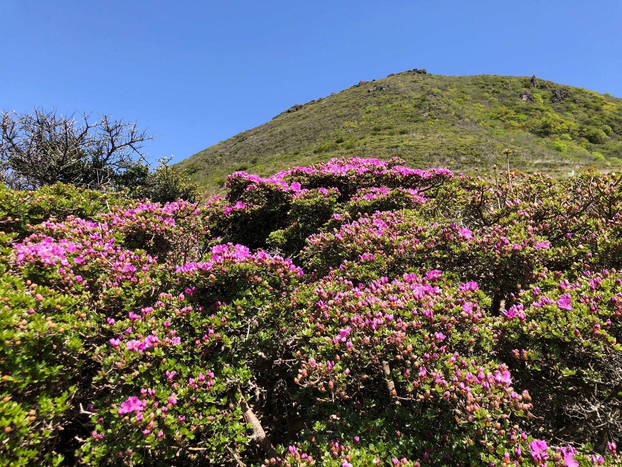 今年の平治岳・北大船山のMK状況は？🌸🌸🌸 / rager3110さんの九重山（久住山）・大船山・星生山の活動日記 | YAMAP / ヤマップ