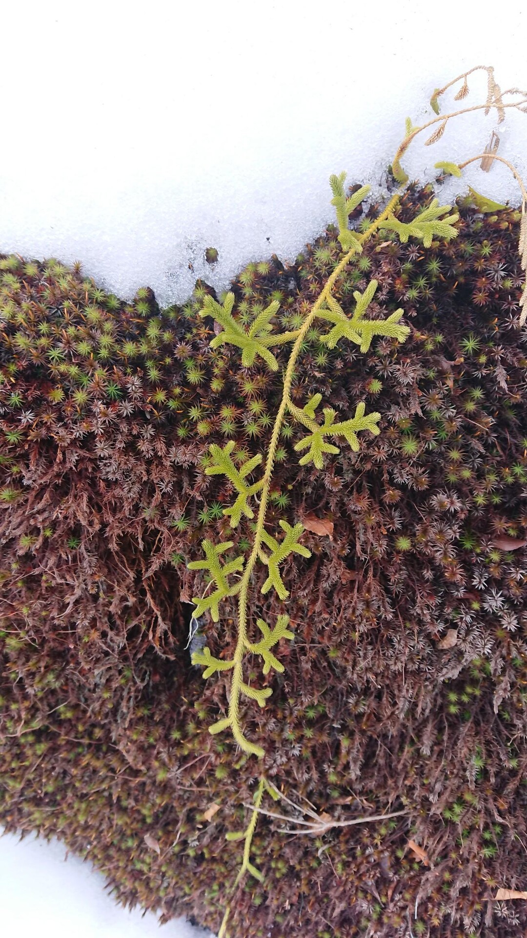 三本杭 26/301 / なおさんさんの三本杭・鬼ヶ城山・高月山の活動データ | YAMAP / ヤマップ