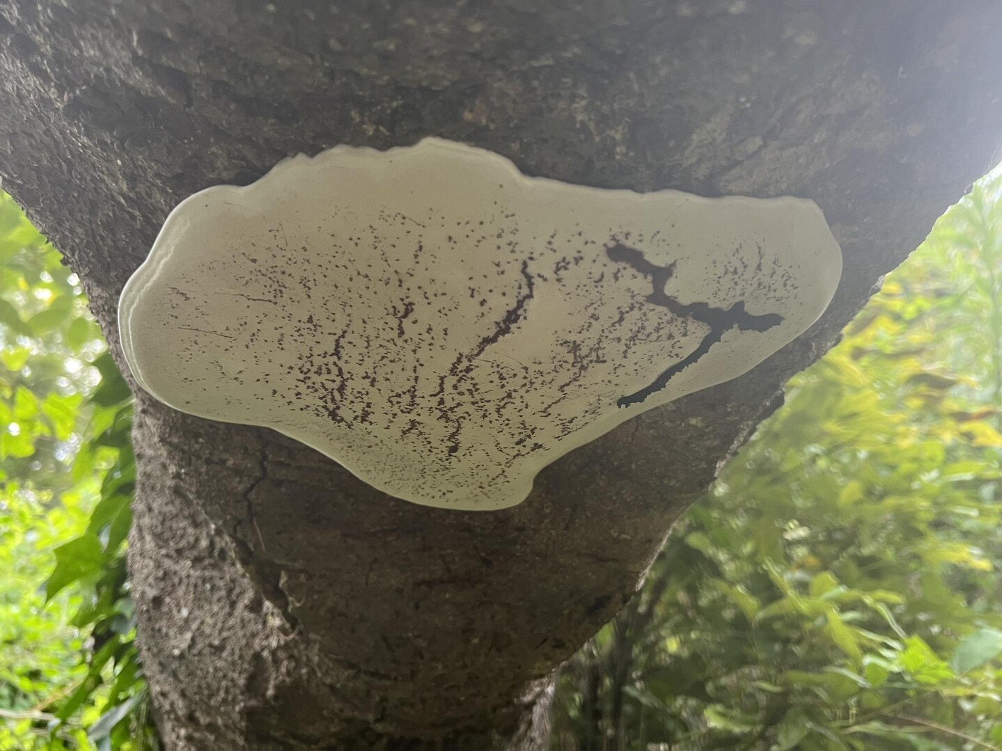 行別前の最後の練習。 / FW16さんの立花山・三日月山・城ノ越山の活動データ | YAMAP / ヤマップ