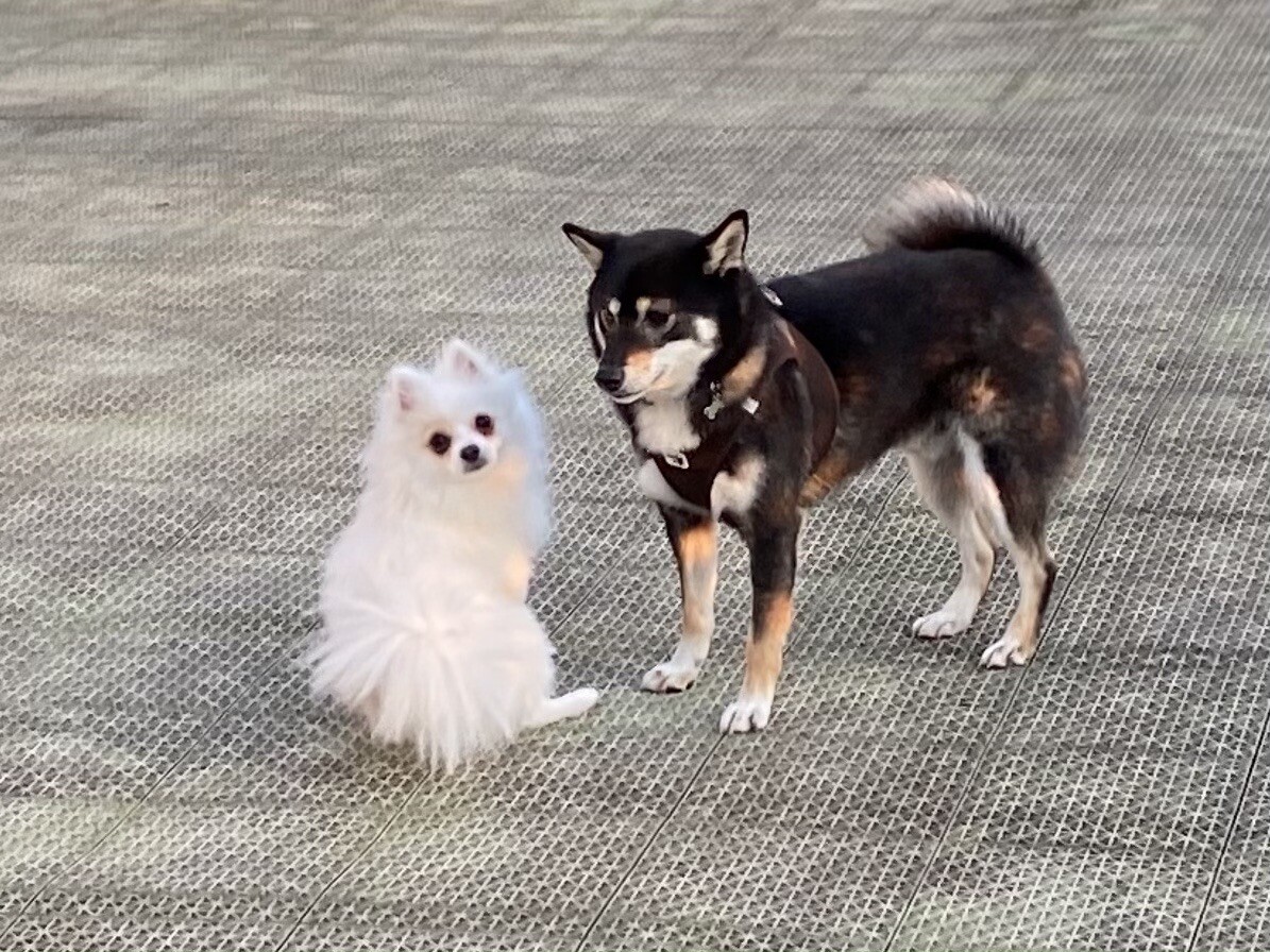 ホテルで寛ぐキチ こんな経験させたら、狭... / Corchanさんのモーメント | YAMAP / ヤマップ