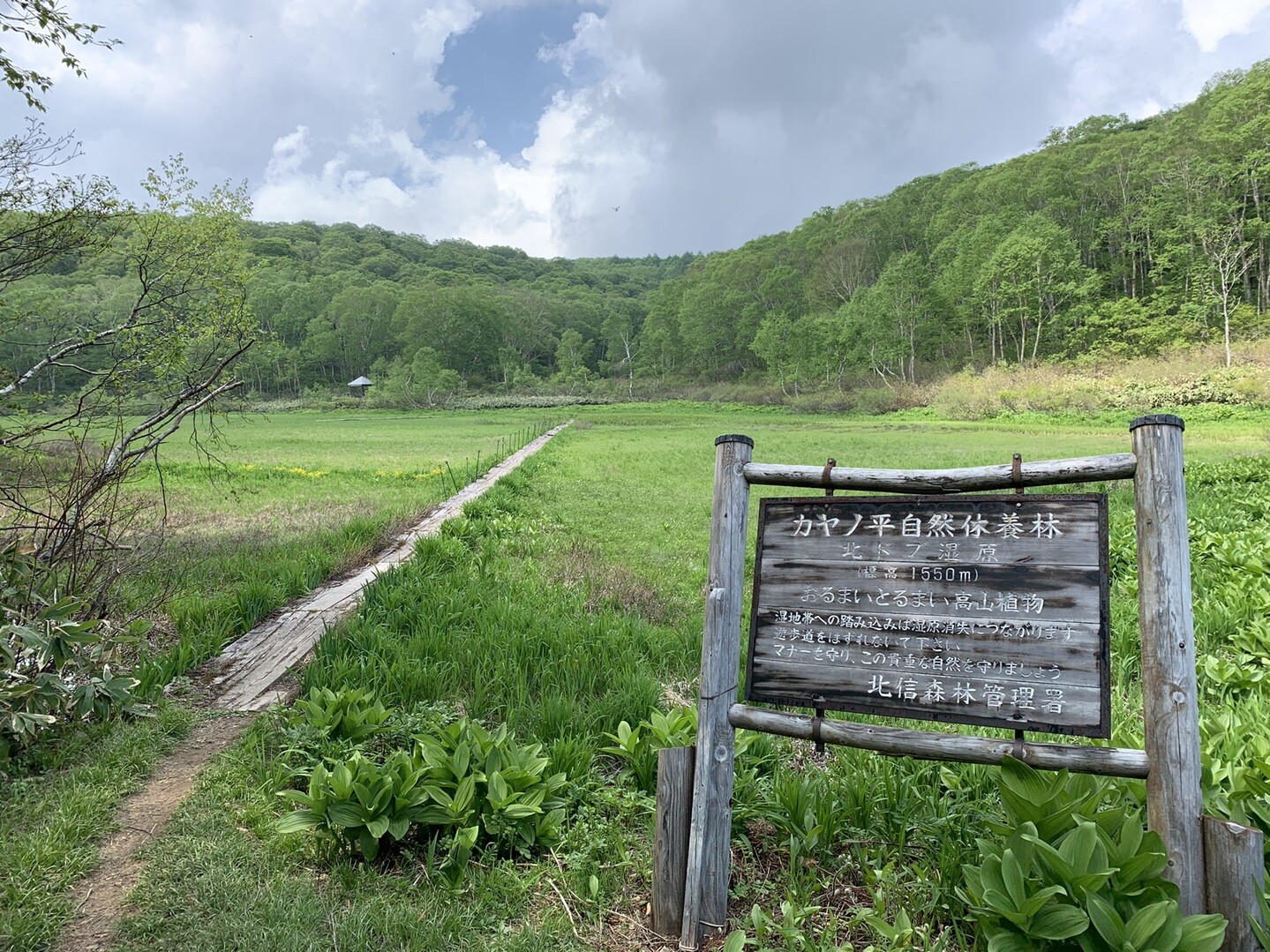 カヤノ平 北ドブ湿原-2022-06-19 / kikiさんの毛無山の活動データ | YAMAP / ヤマップ
