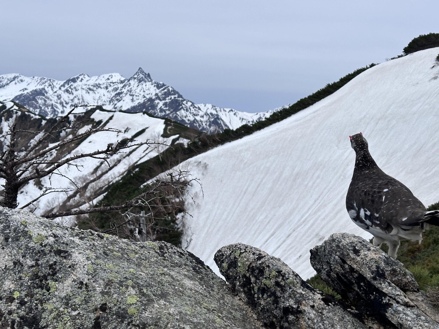 残雪の燕岳🐬 / srさんの常念岳・大天井岳・燕岳の活動データ | YAMAP / ヤマップ