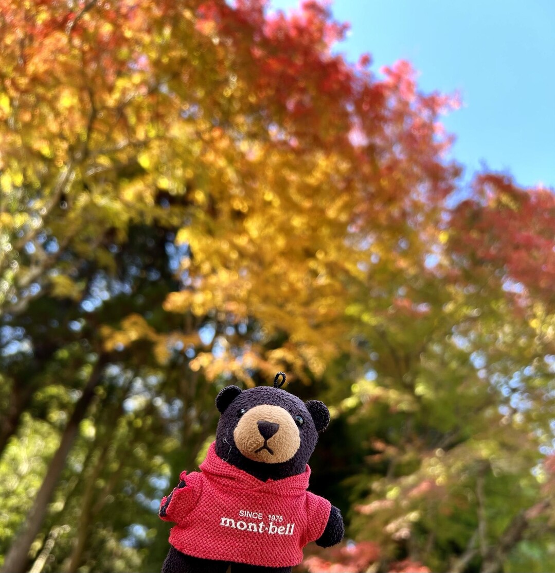 霊山寺の大紅葉と碇山の大銀杏 ((´∀`*)) / datinさんの大分市の活動データ | YAMAP / ヤマップ