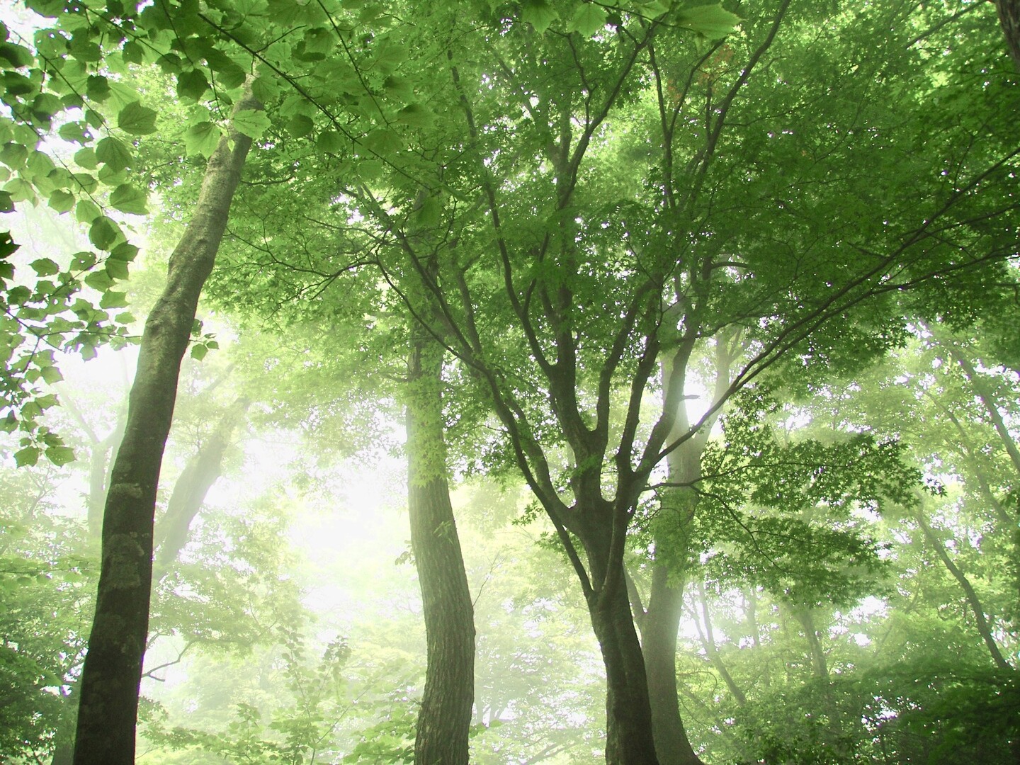 池田山 / shouichiさんの池田山の活動データ | YAMAP / ヤマップ