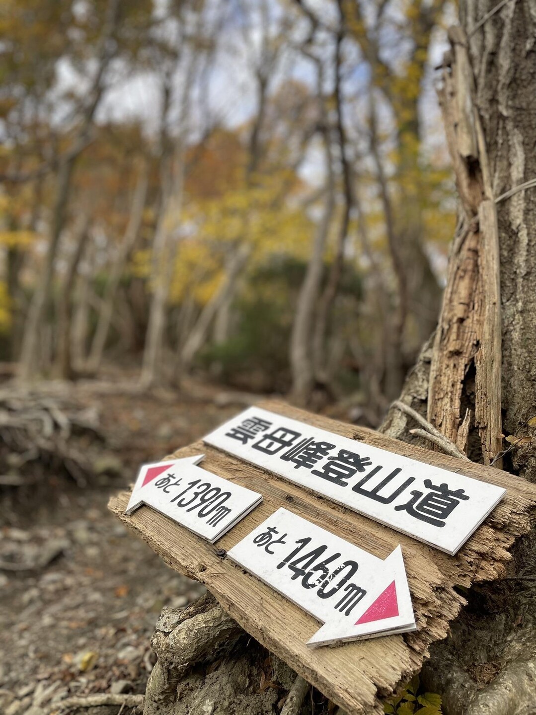 雲母峰 キララミネ / offさんの入道ヶ岳・鎌ヶ岳・仙ヶ岳の活動データ | YAMAP / ヤマップ