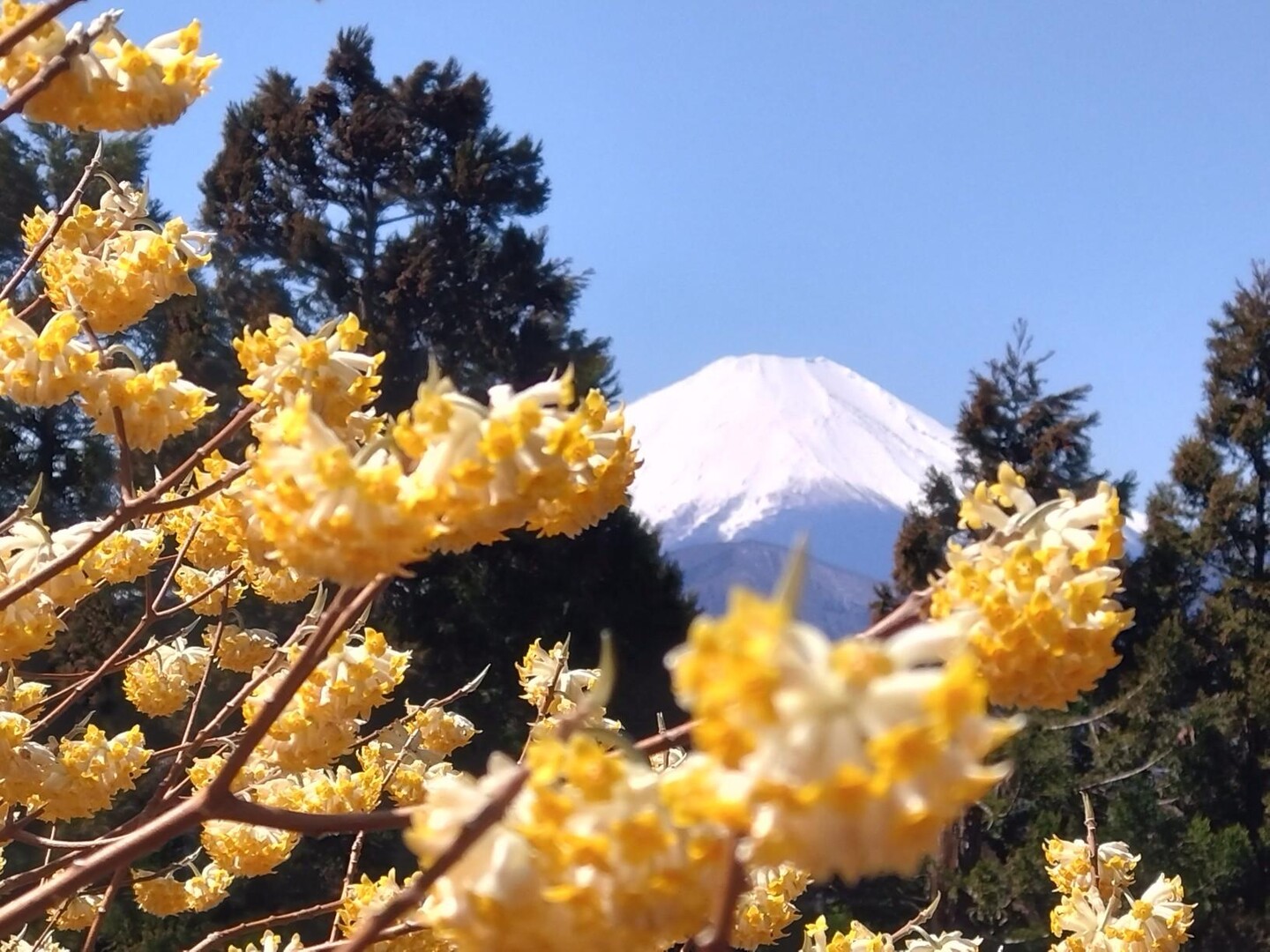 浅瀬入口BS〜ミツバ岳〜世附権現山〜細川橋BS / yokodai95さんの三国山の活動データ | YAMAP / ヤマップ