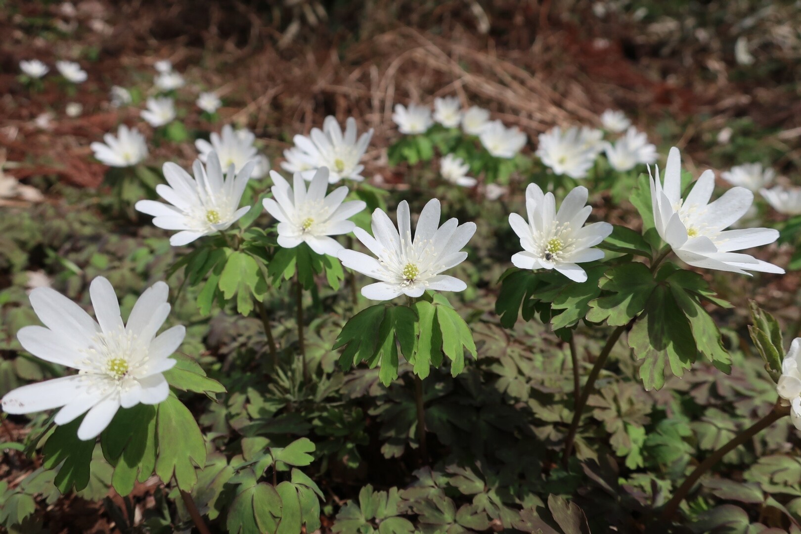 R4.4.1 3月31日をもって、仕事か... / オレンジリボンさんのモーメント | YAMAP / ヤマップ