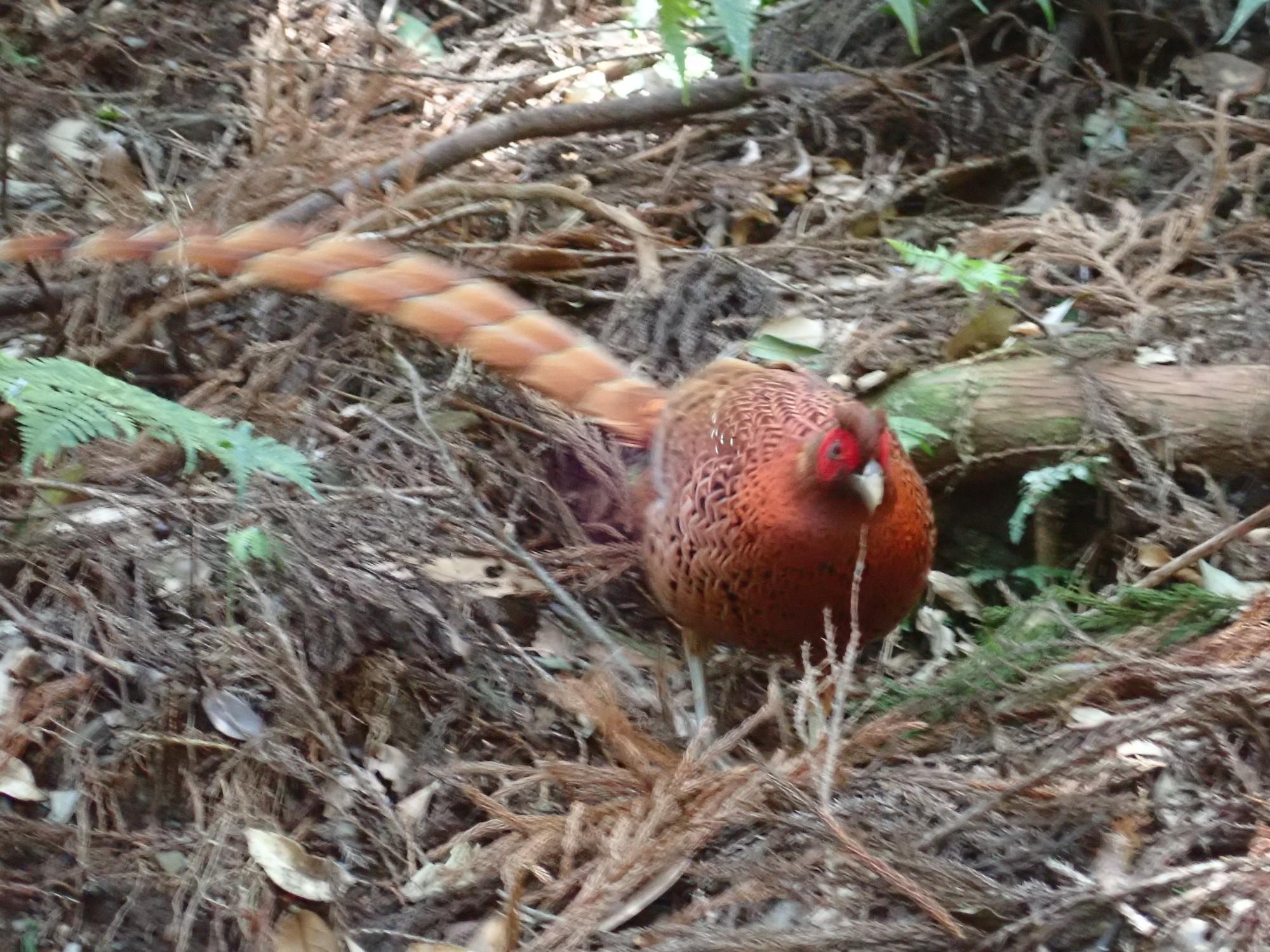 明星山 周回コースの地図・登山ルート・登山口情報 | YAMAP / ヤマップ