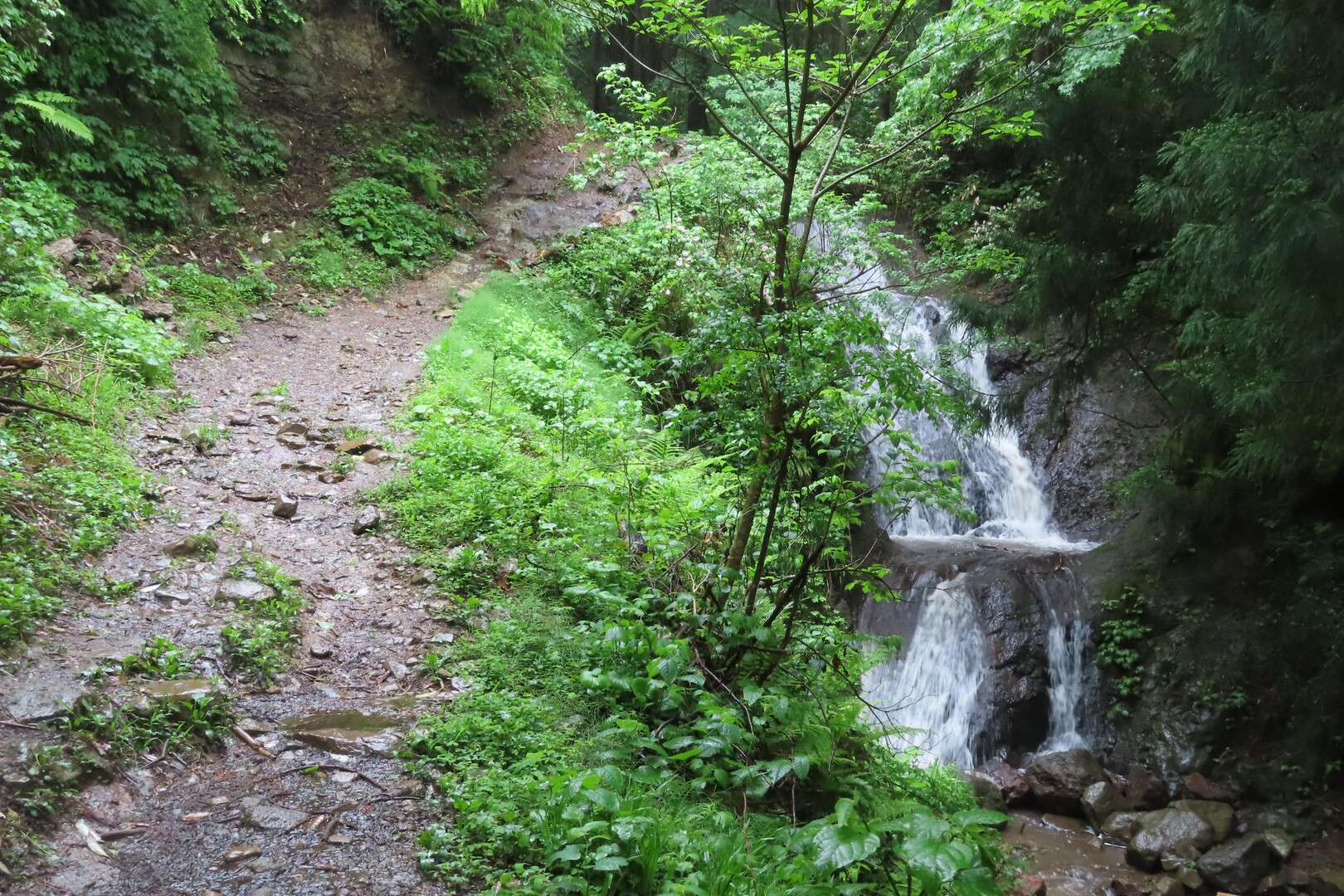 尖山-2024-05-13本道r往復 / Tona.Yamahasi.E.Sanpoさんの尖山の活動データ | YAMAP / ヤマップ