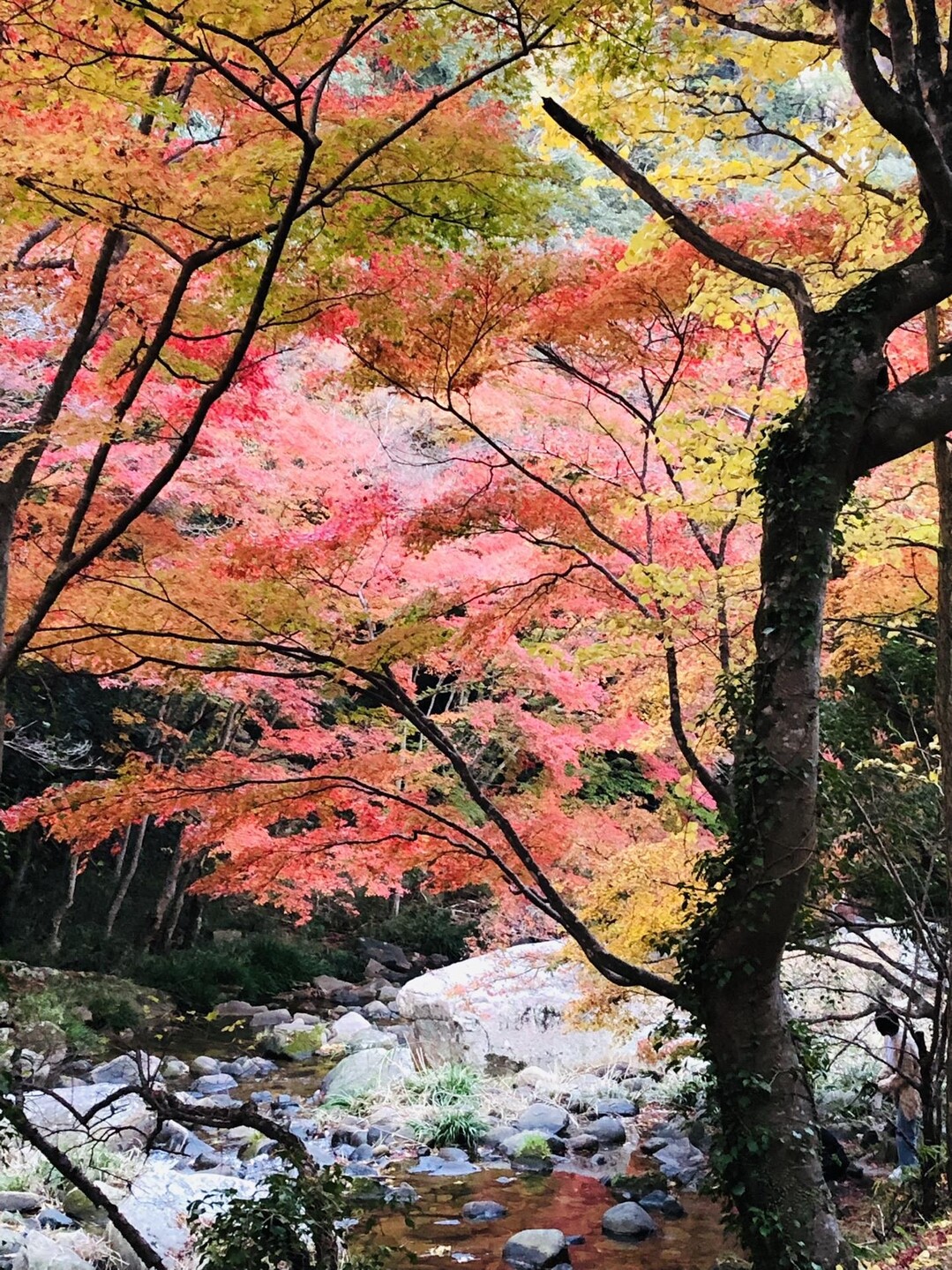 🍁秋葉山🍁⠜ 宝福寺 👏👏😍豪溪 / ピーチフィズさんの鬼ノ城（鬼城山）の活動データ | YAMAP / ヤマップ