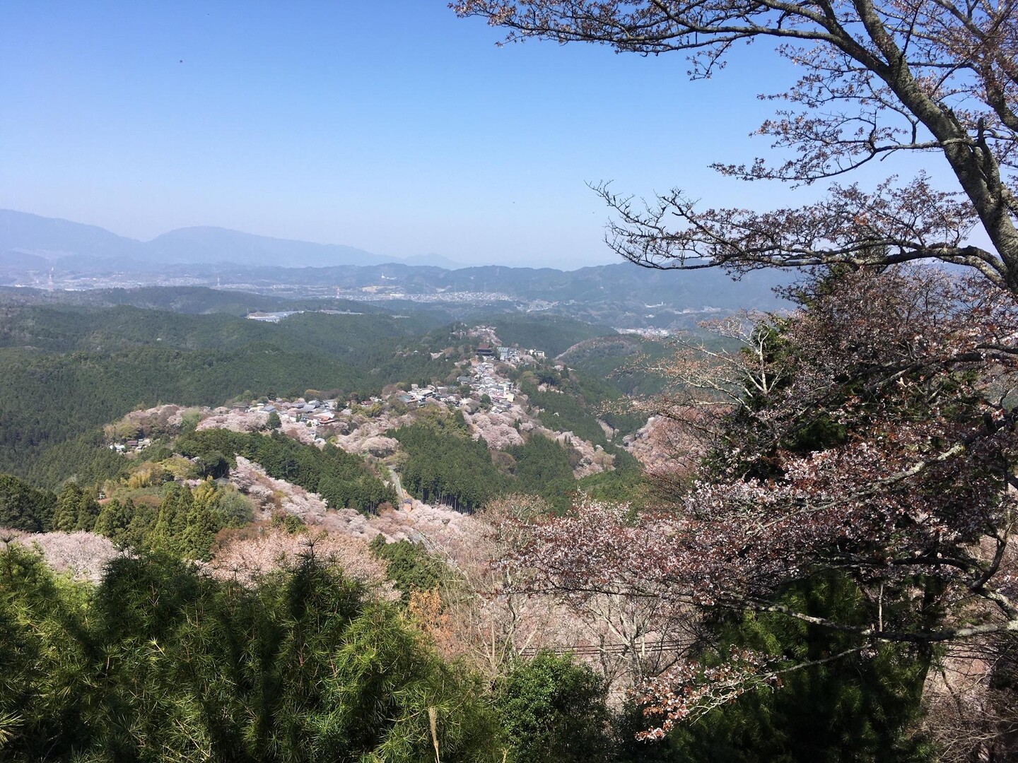 青根ヶ峰・高城山・仏ヶ峰 / chica de montañaさんの吉野山・青根ヶ峰・百貝岳の活動データ | YAMAP / ヤマップ