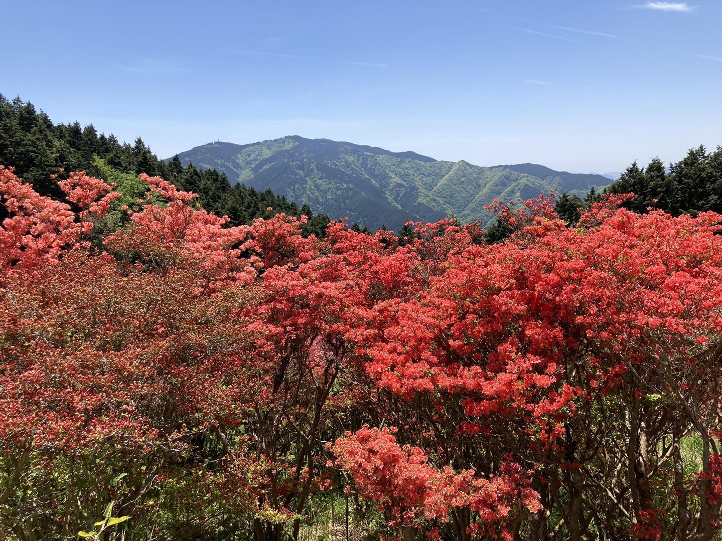 大和葛城山〜ツツジ満開〜 / mamiさんの金剛山・二上山・大和葛城山の活動データ | YAMAP / ヤマップ