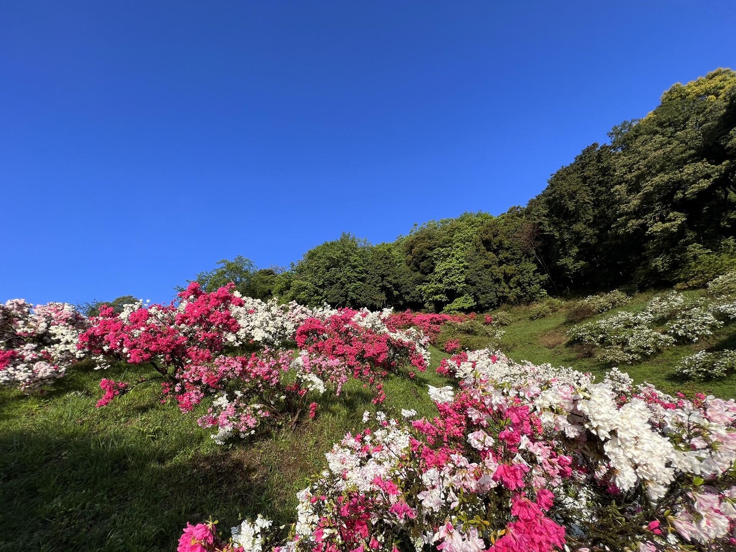 雨上がりのつつじ🌸ハイク / NBさんの大高取山の活動データ | YAMAP / ヤマップ