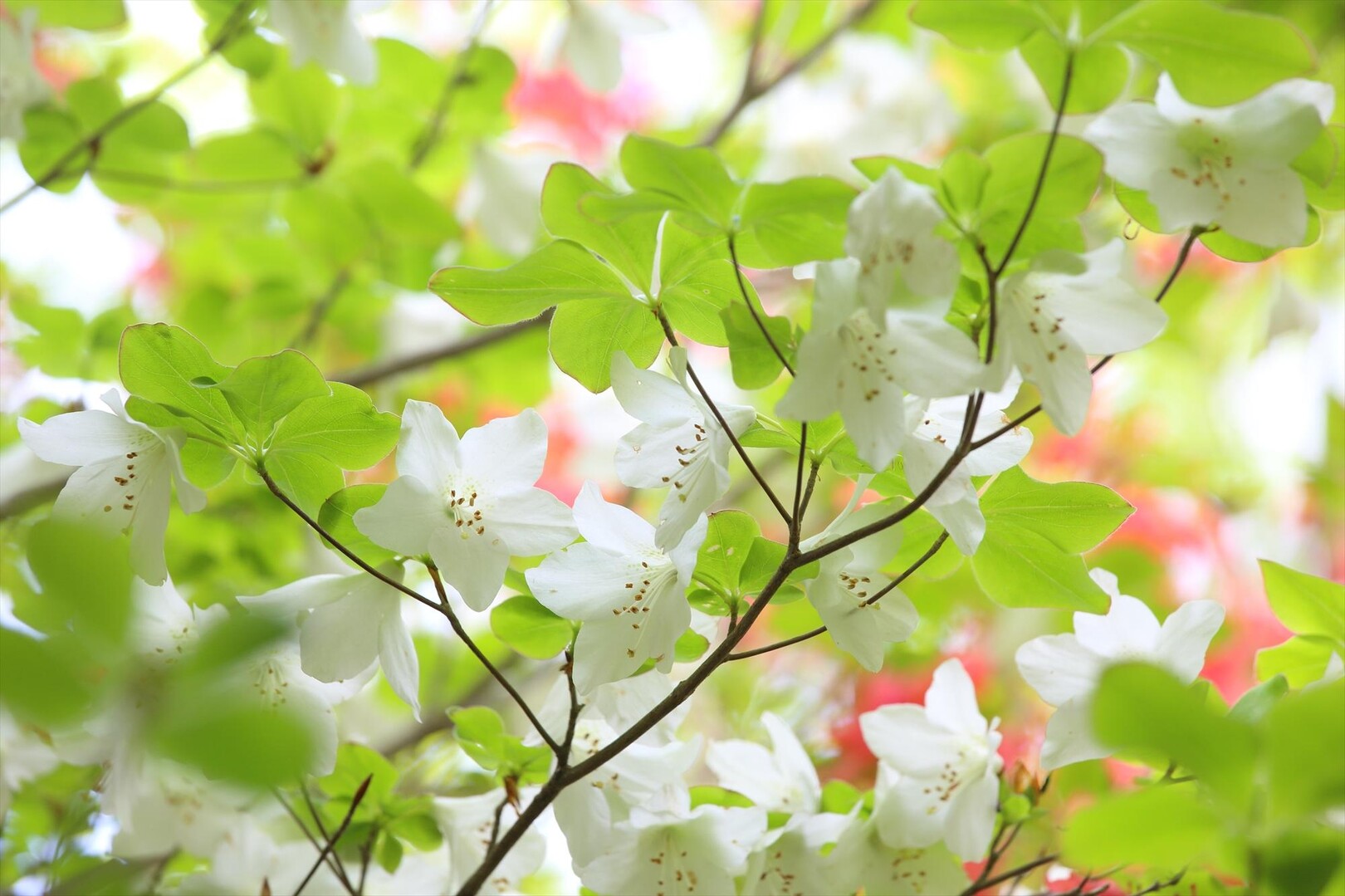 ミツモチ / koduckunさんの高原山・釈迦ヶ岳・鶏頂山の活動データ | YAMAP / ヤマップ