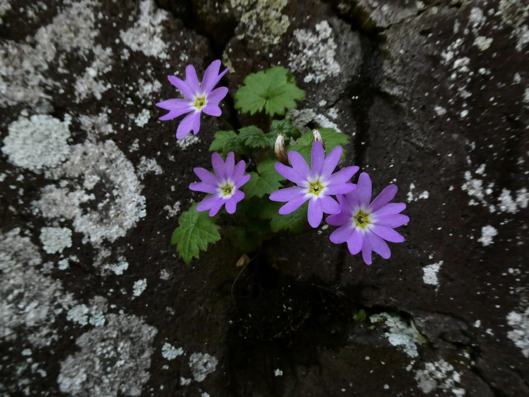 美し森山 / skipさんの八ヶ岳（赤岳・硫黄岳・天狗岳）の活動データ | YAMAP / ヤマップ