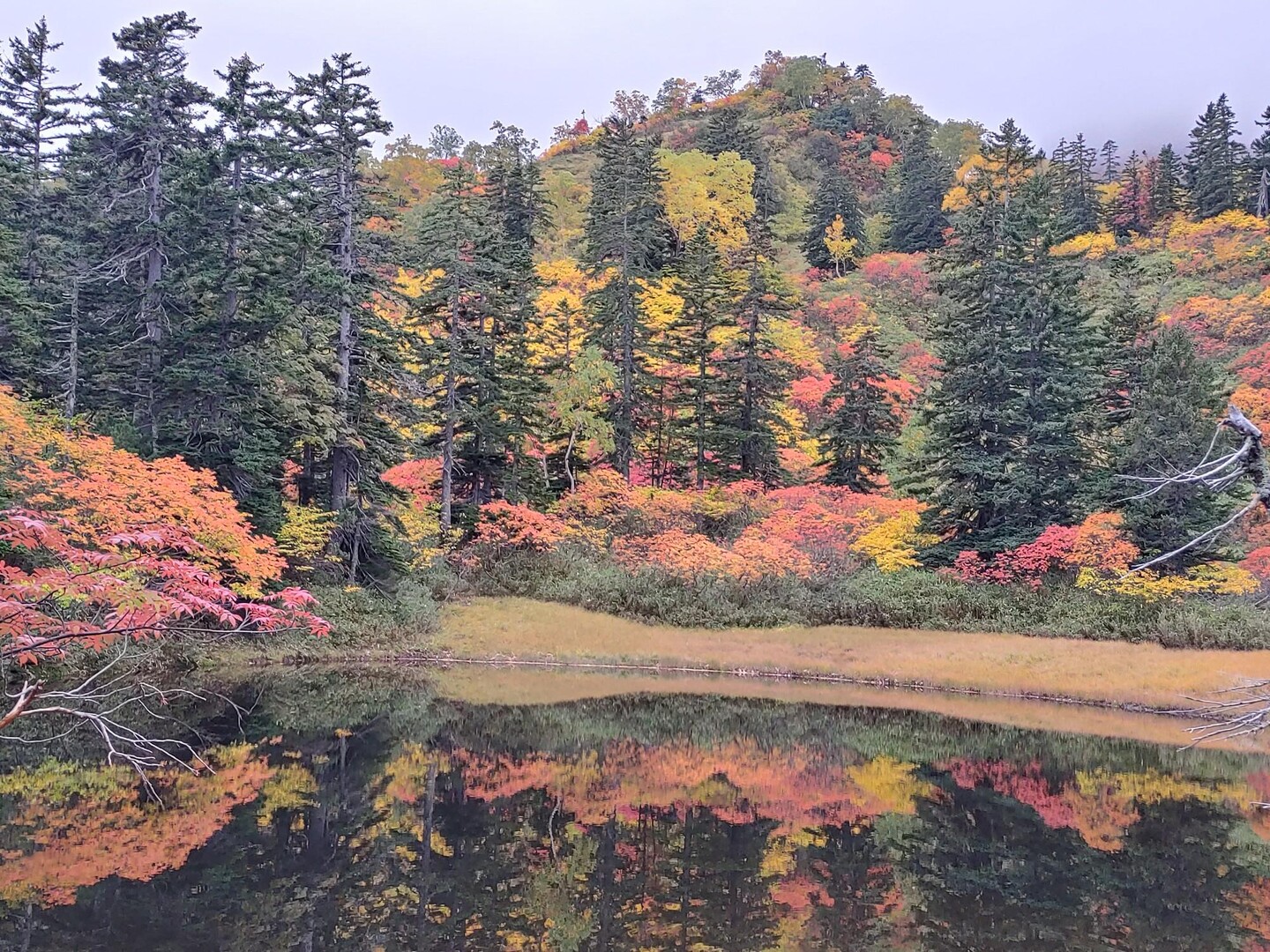絶景かな🍁大雪高原温泉沼ぐるりんこ / みそっこ さんの大雪山系・旭岳・トムラウシの活動データ | YAMAP / ヤマップ